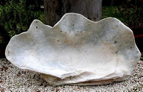 Proantic Giant Fossilized Clam Shell Tridacna Gigas Vanuatu Oceania