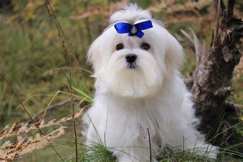 Самые красивые породы собак названия и фото каталог