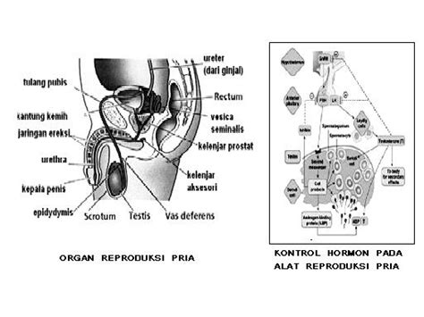 Sistem Reproduksi Manusia