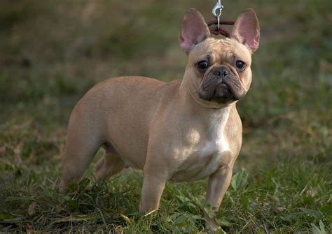 Французский бульдог палевый окрас девочка 63 фото картинки Sobakovod Club
