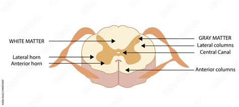 Spinal Cord Encyclopedia Learn Anatomy 3d Models