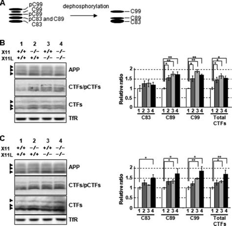Quantification Of App Ctfs In Hippocampus And Cerebral Cortex Of The Download Scientific