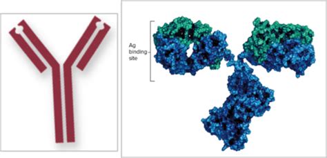 Chapter 13 Host Defenses Ii Flashcards Quizlet