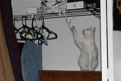 My Roommates Cat Rphotoshopbattles