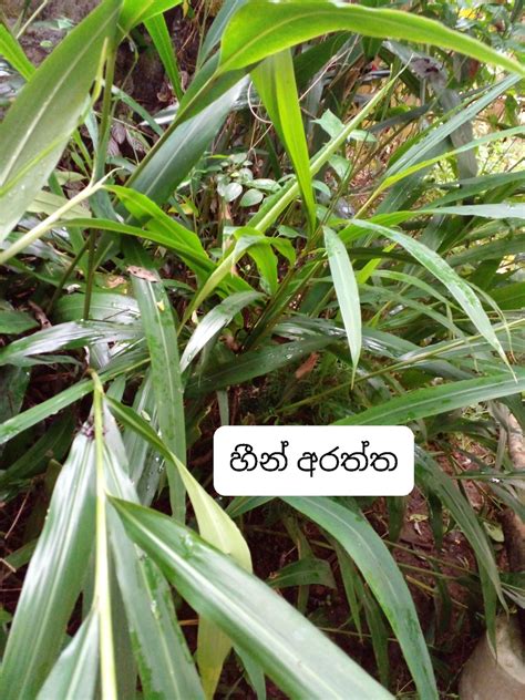 Nishani හීන් අරත්ත කියන්නේ කැඩුම් බිඳුම් වෙදකමට වගේම කැස්ස උණ සෙම්ප්‍රතිශ්‍යාව ටත් භාවිතා කරන