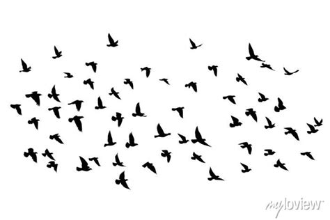 Flying Birds Silhouettes On Isolated Background Vector Illustration