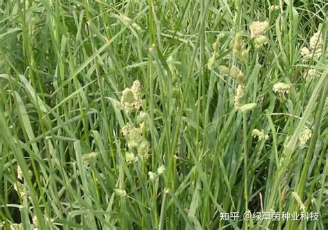 鸭茅既是牧草又是绿肥耐践踏抑制杂草种植一次可利用10年 知乎