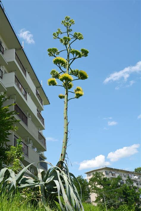 50年に1度の花咲く アオノリュウゼツラン 読んで見フォト 産経フォト