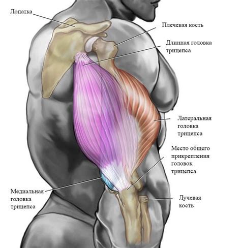 ЛУЧШЕЕ УПРАЖНЕНИЕ НА ТРИЦЕПС Станислав Линдовер Дзен