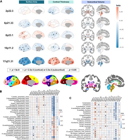 Chromosomal Inversion Polymorphisms Shape Human Brain Morphology Cell Reports