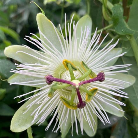 Buy Passion Flower Passiflora Caerulea Constance Eliott £1499 Delivery By Crocus