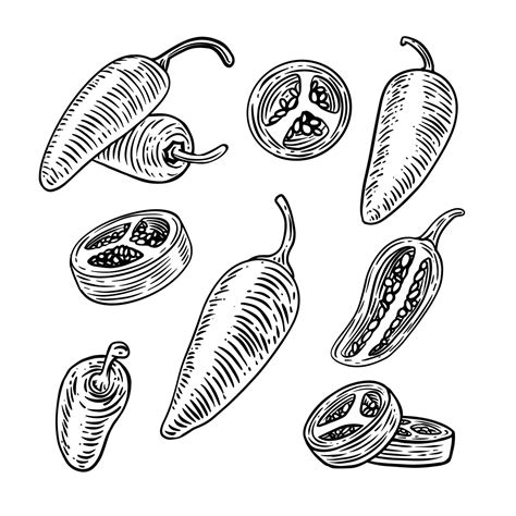 손으로 그린 할라피뇨 그림 그리기 무료 벡터