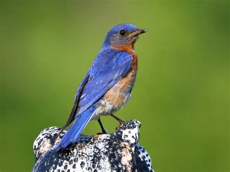 Eastern Bluebird Ebird