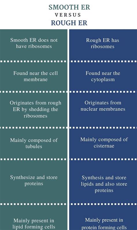 Difference Between Rough And Smooth Endoplasmic Reticulum In Tabular