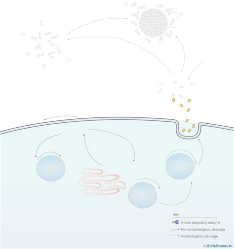 A Beta Plaque Formation And App Metabolism Pathway Randd Systems