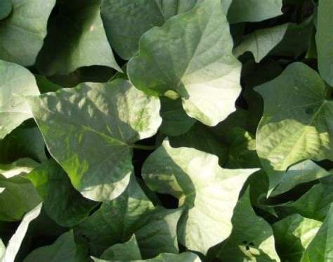 Как вырастить батат на даче