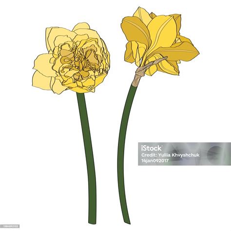 수선화 꽃 그리기 손으로 그린 꽃 세트 식물 성 검은 잉크 스케치 초대장 인사말 카드 장식에 적합합니다 간단한 색깔의 꽃 0명에 대한 스톡 벡터 아트 및 기타 이미지