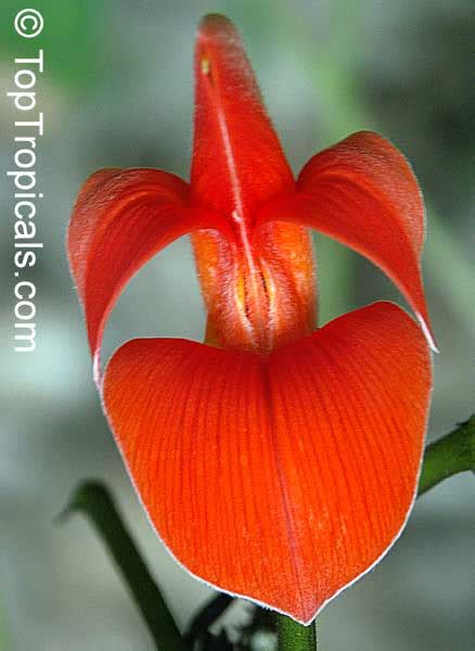 Grow The Flame Of The Forest In Your Garden