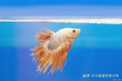 斗鱼对水质和温度的要求 知乎