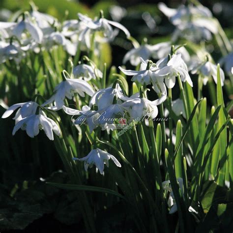 Подснежник Флор Плено / Galanthus Flore Pleno - Луковицы Подснежников ...