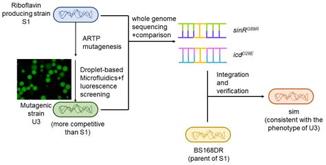 Production Of Vitamin B2 Riboflavin By Bacillus Subtilis At Albert Avila Blog