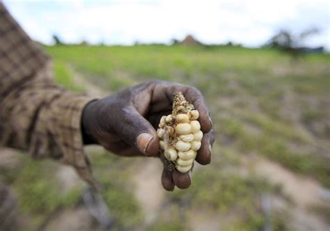 El Niño Worsens Drought In Southern Africa