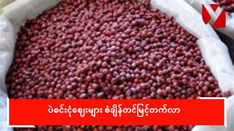 ပဲစင်းငုံဈေးများ စံချိန်တင်မြင့်တက်လာ Youtube