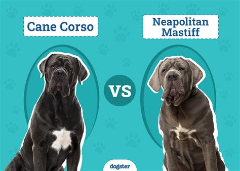 Mastino Napoletano Cane