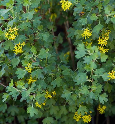 Ribes Aureum Golden Currant Ecoscapes