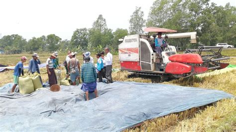 မြောင်းမြမြို့နယ်တွင် နွေစပါးစံပြကွက် ရိတ်သိမ်းပွဲနှင့် ရိတ်သိမ်းချိန်လေလွင့်မှု စံနှုန်း ကောက
