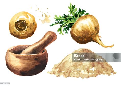 마카 뿌리 또는 페루 인삼 분말과 박격포 세트 유기농 야채 슈퍼 푸드 흰색 배경에 격리 된 수채화 손으로 그린 그림 마카 허브에 대한 스톡 벡터 아트 및 기타 이미지