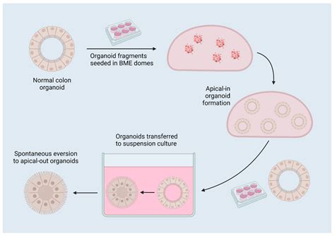 Applications For Colon Organoid Models In Cancer Encyclopedia Mdpi