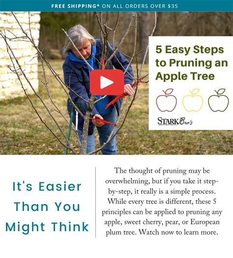 How And When Do You Prune An Apple Tree At Kaitlyn Guest Blog