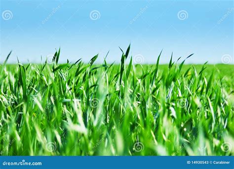 Grass In A Meadow Stock Image Image Of Grow Freshness 14930543