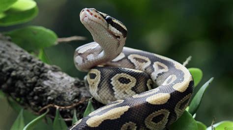 Neue Verschleierungstaktik Entdeckt Angreifer Verwenden Kompilierten