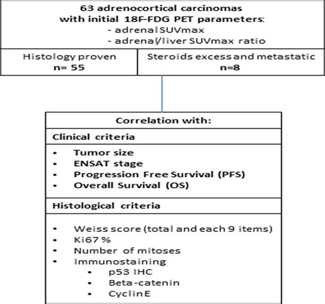 Positive Correlation Between 18f Fdg Uptake And Tumor Prolif Clinical Nuclear Medicine