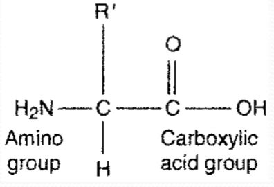 Bio Lab Midterm Review Flashcards Quizlet