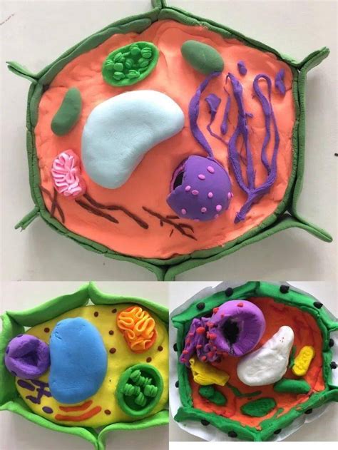 动手合作，走近细胞 ——2020级生物学科“制作真核细胞三维结构模型”大赛评比活动 作品