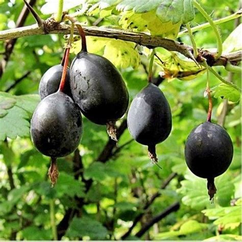 Крыжовник Черный Негус купить с доставкой по выгодным ценам в интернет магазине Ozon 1146004683