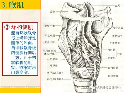 这个咽喉部解剖太详细了！