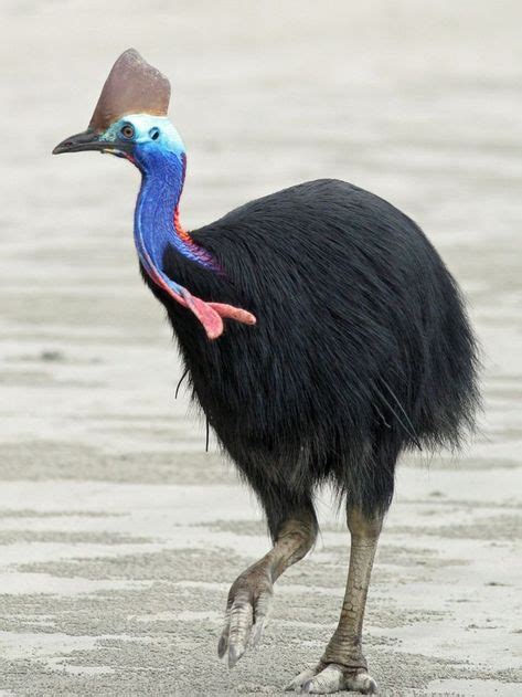 Laufvogel In Australien Kasuar Vlib
