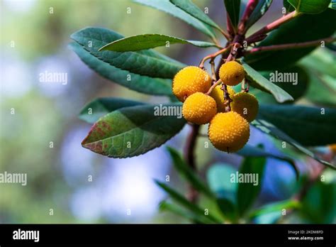 Small Yellow Berries Hanging On A Tree In Sunlight Stock Photo Alamy