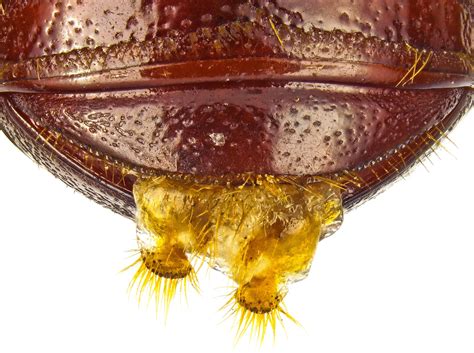 Cyclocephala Melanocephala Bugguide Net