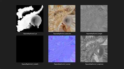 Rapana Rapiformis 3d Model Turbosquid 2240964