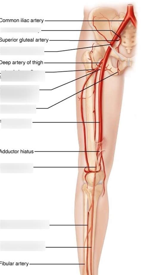 Leg Arteries Diagram Quizlet