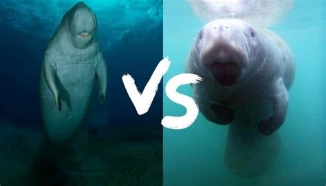 Manatee Vs Dugong Can You Spot The Difference [easy Guide]