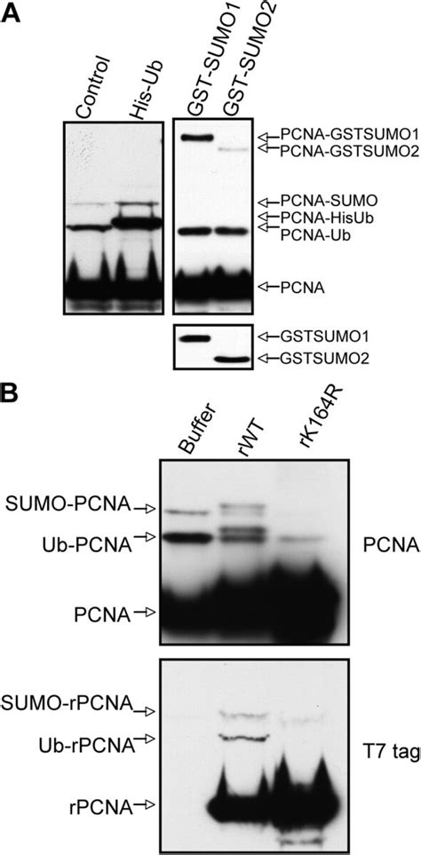 Pcna Is Monoubiquitylated And Sumoylated During Dna Replication A X Download Scientific