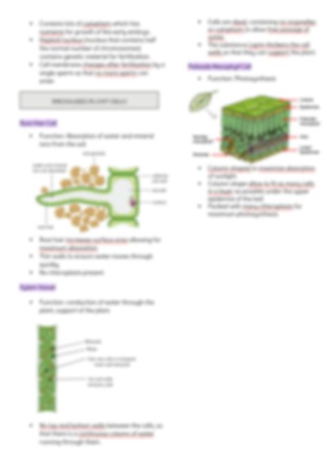 Solution Specialized Cells Igcse Biology Notes Studypool