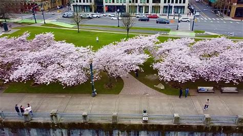 Waterfront Cherry Blossom Stroll Website Video Recording Flower