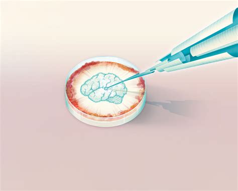 Effects Of Inoculation With Bacteria And Of The Artificial